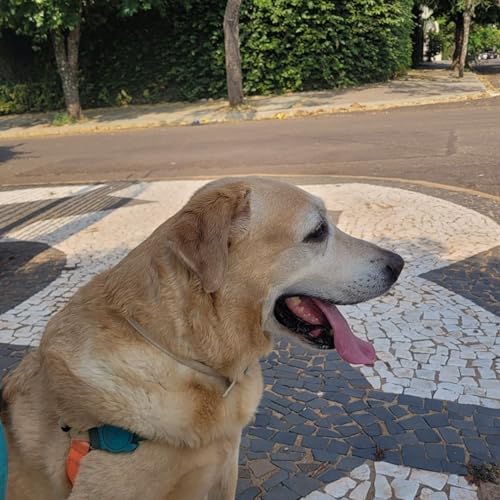 Play Cadê o Donatello by Rafael Peretti on Amazon Music