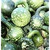 Amazon.com : “Speckled Swan” Gourd Seeds – Whimsical Gourds with Eye ...