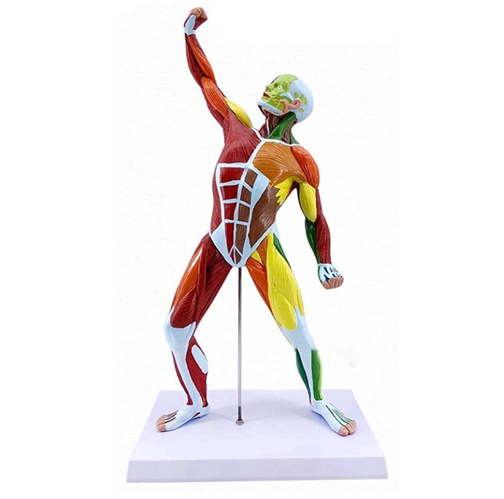 The 50cm Skeleton Colored Muscle Anays Human Model Anaic Model ...