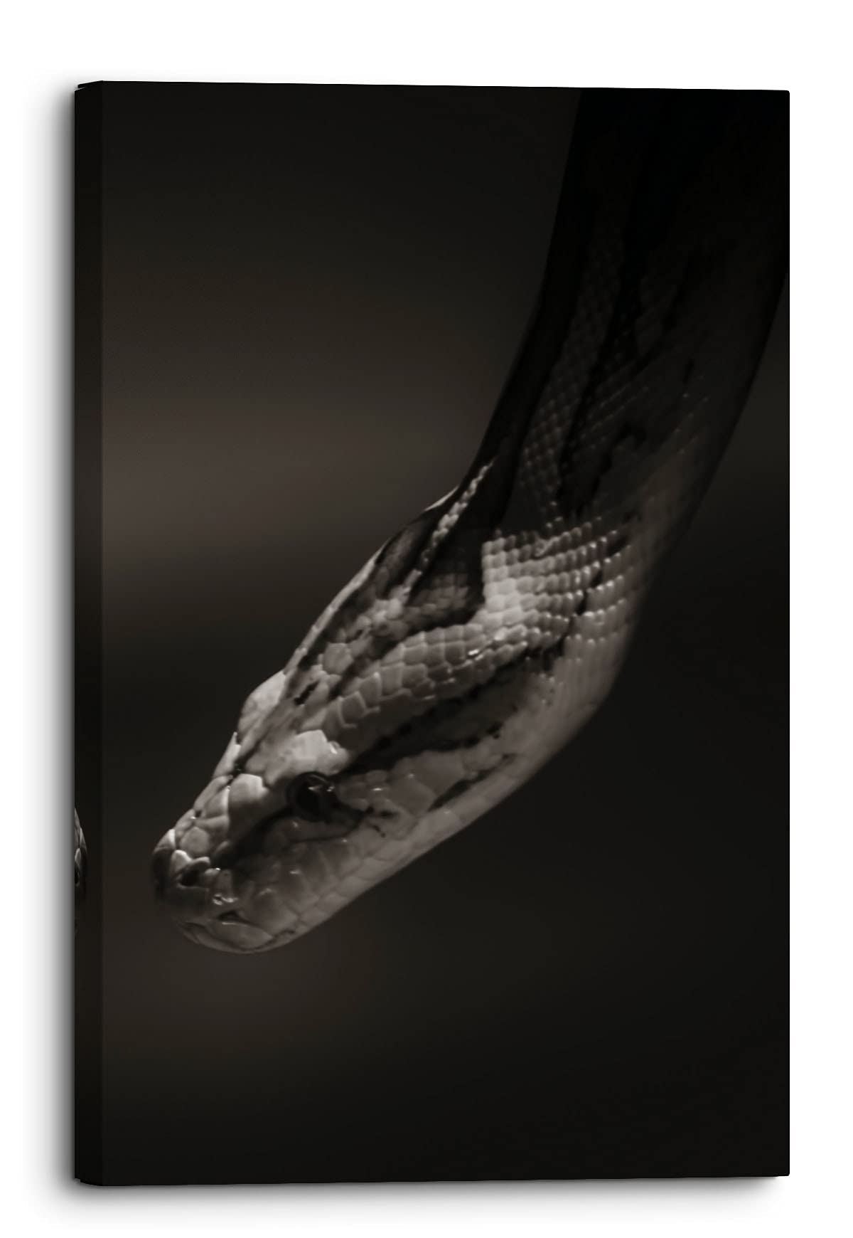 Snake Side Profile Picture