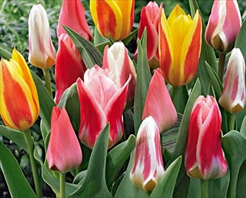 50 Mixed Miniature Tulip Bulbs Dwarf Ideal for Rockery & Tubs Hardy ...