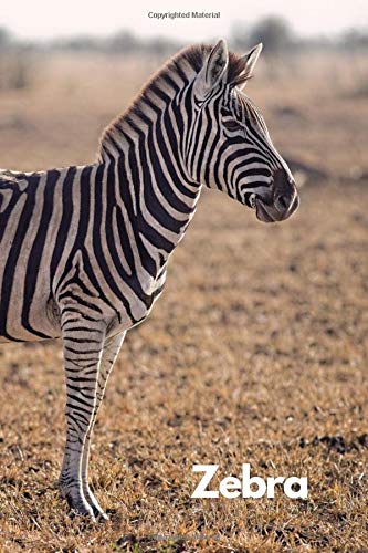 Zebra: Notebook with Animals for Kids, Notebook for Coloring Drawing ...