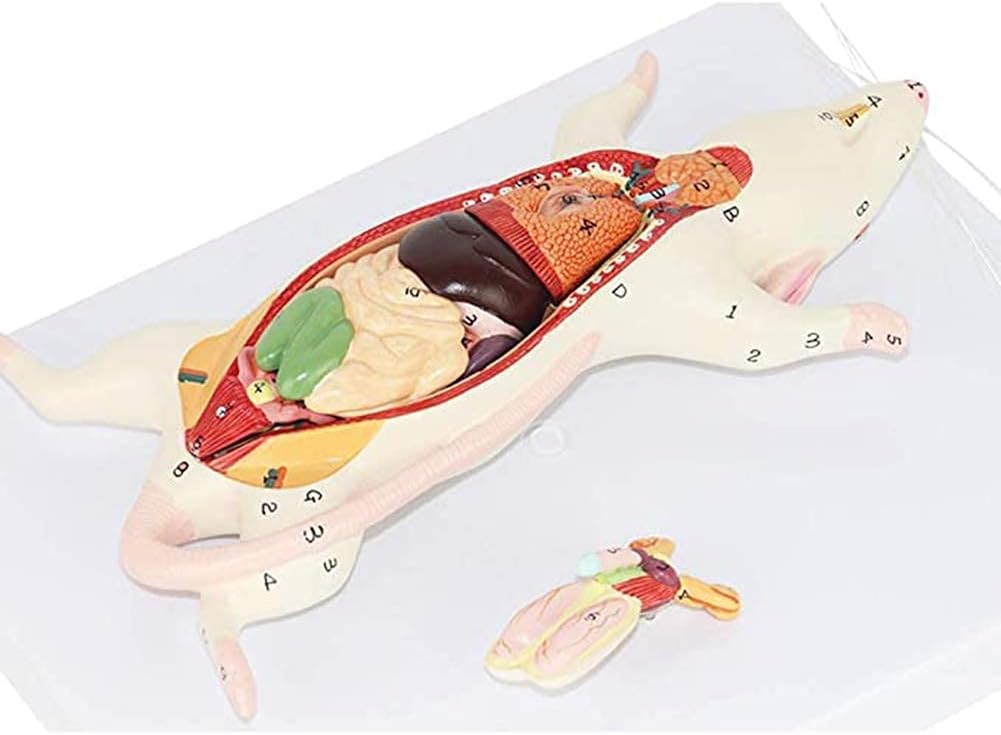 Medical Models, 1:1 Mouse Anatomical Model Animal Anatomy Model ...