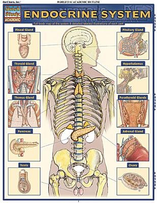 Endocrine System[ENDOCRINE SYSTEM][Hardcover]: BarChartsInc: Amazon.com ...