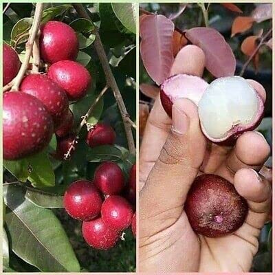 Ruby Longan Plant ORIGINAL Grafted Fruit Live Plants & Tree(2-3 Ft Size ...