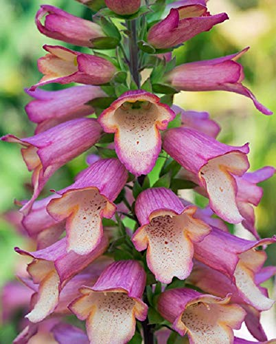 Buy Digitalis Hybrida 'Illumination 'Rose' XXL Supersize Plug s Pack x3 ...