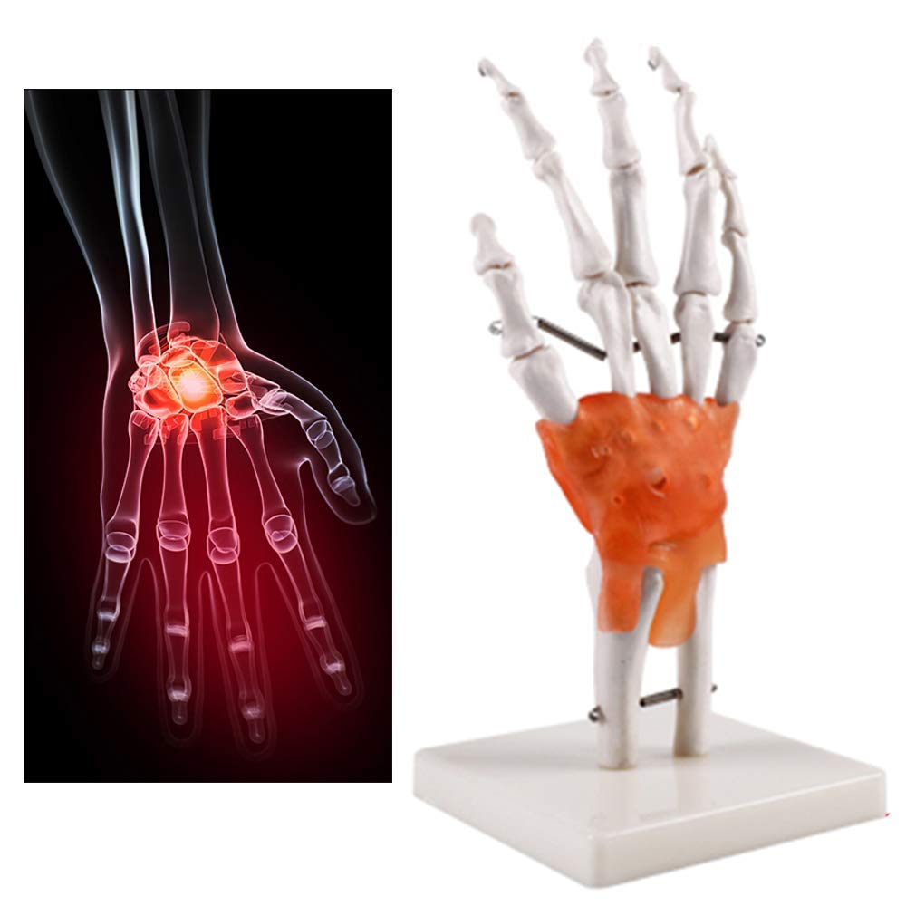 Buy Hand Skeleton Model with Ligaments - Life Size Human Hand And Wrist ...