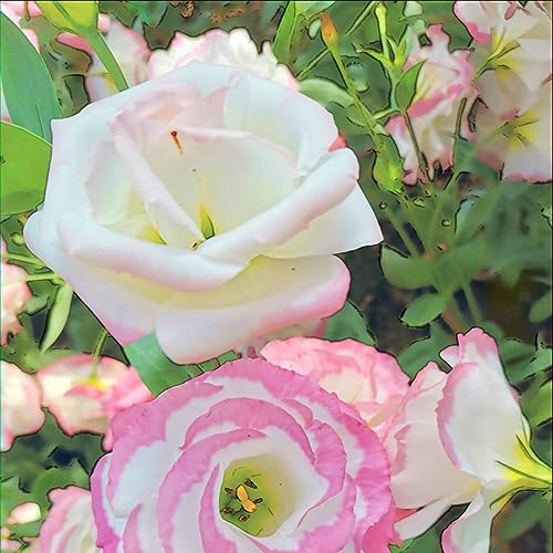 Play Hen And White Cats by Nerse เนิส on Amazon Music