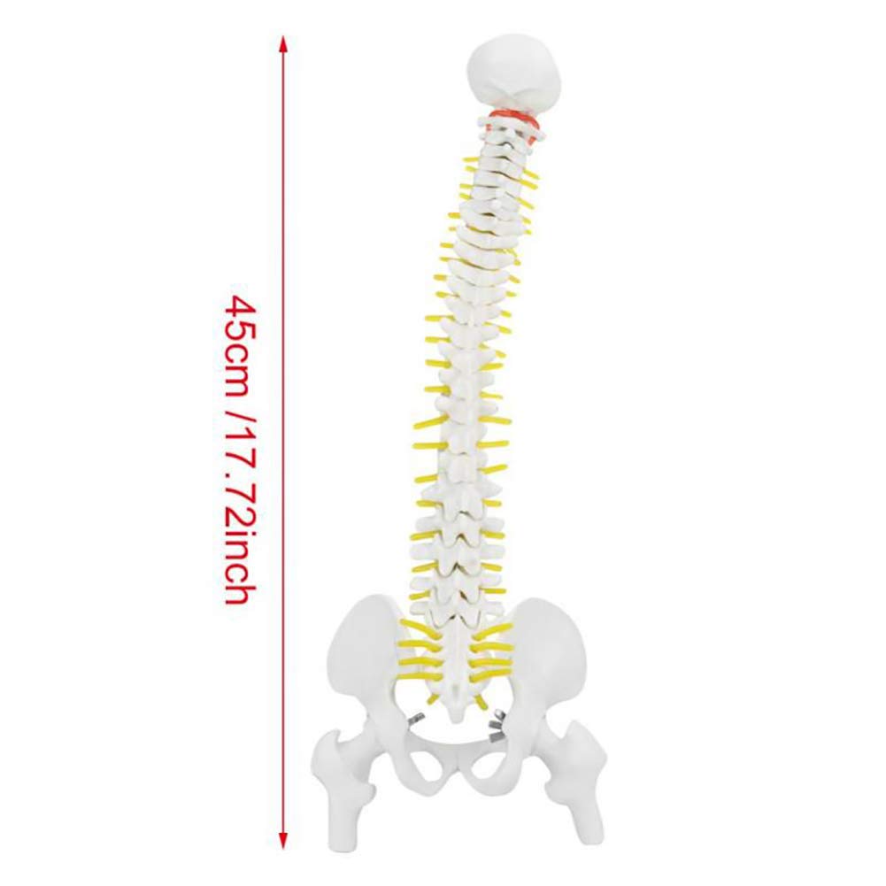 Medical Anatomical Spine Model at Angel Alvarado blog