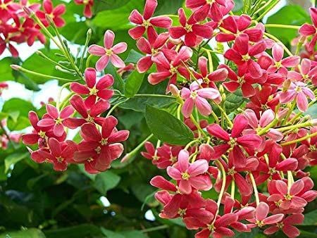 Mohomaya Beautiful Gardening Madhumalti plant1 - |Madhumalti_plant1 ...