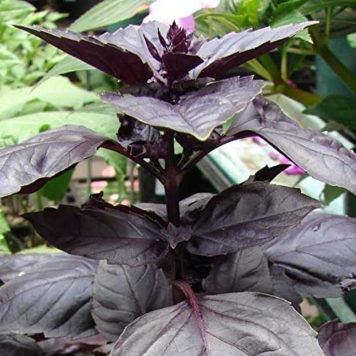 OLD GARDENERS Red Basil Red Basilicum Ocimum Seeds : Amazon.in: Garden ...