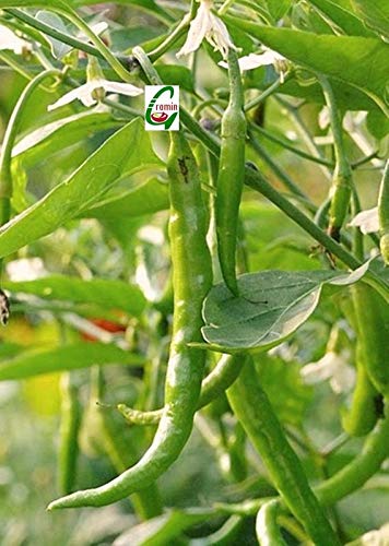 Arlo Chilli Organic Pusa Jwala High Yield Pepper 50 Seeds best for pot ...