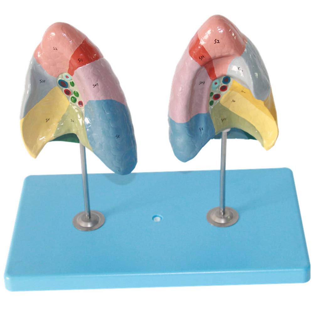 Buy Human Anatomy Lung Anatomical Model Respiratory Lung Segmentation ...