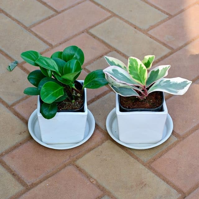 Set of 2 - Peperomia/Radiator (Variegated Pink & Obtusifolia/Baby ...