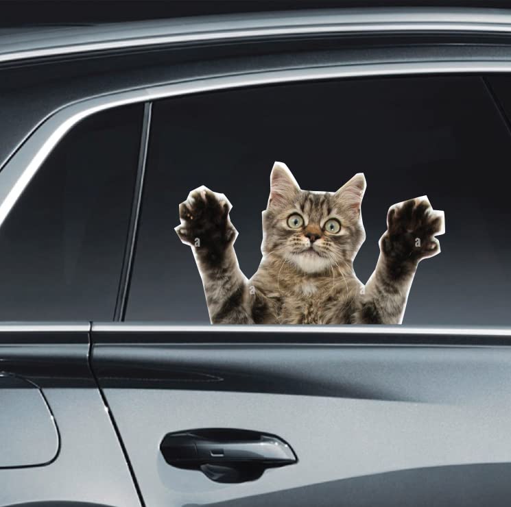 Amazon.com: Cat Car Window Decals Funny 3D Weatherproof Decals (Scared Cat)