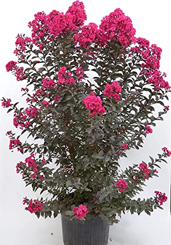 How to Care for Black Diamond Crape Myrtle Fast-Growing Low Maintenance ...