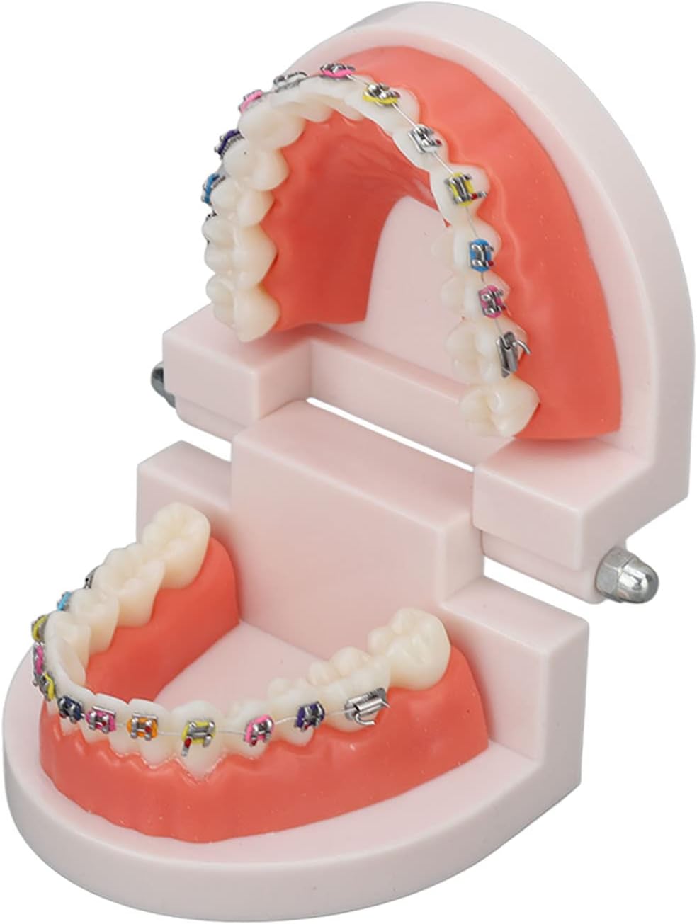 Teeth Dental Demonstration Model, Dental Typodont Teeth Model with ...