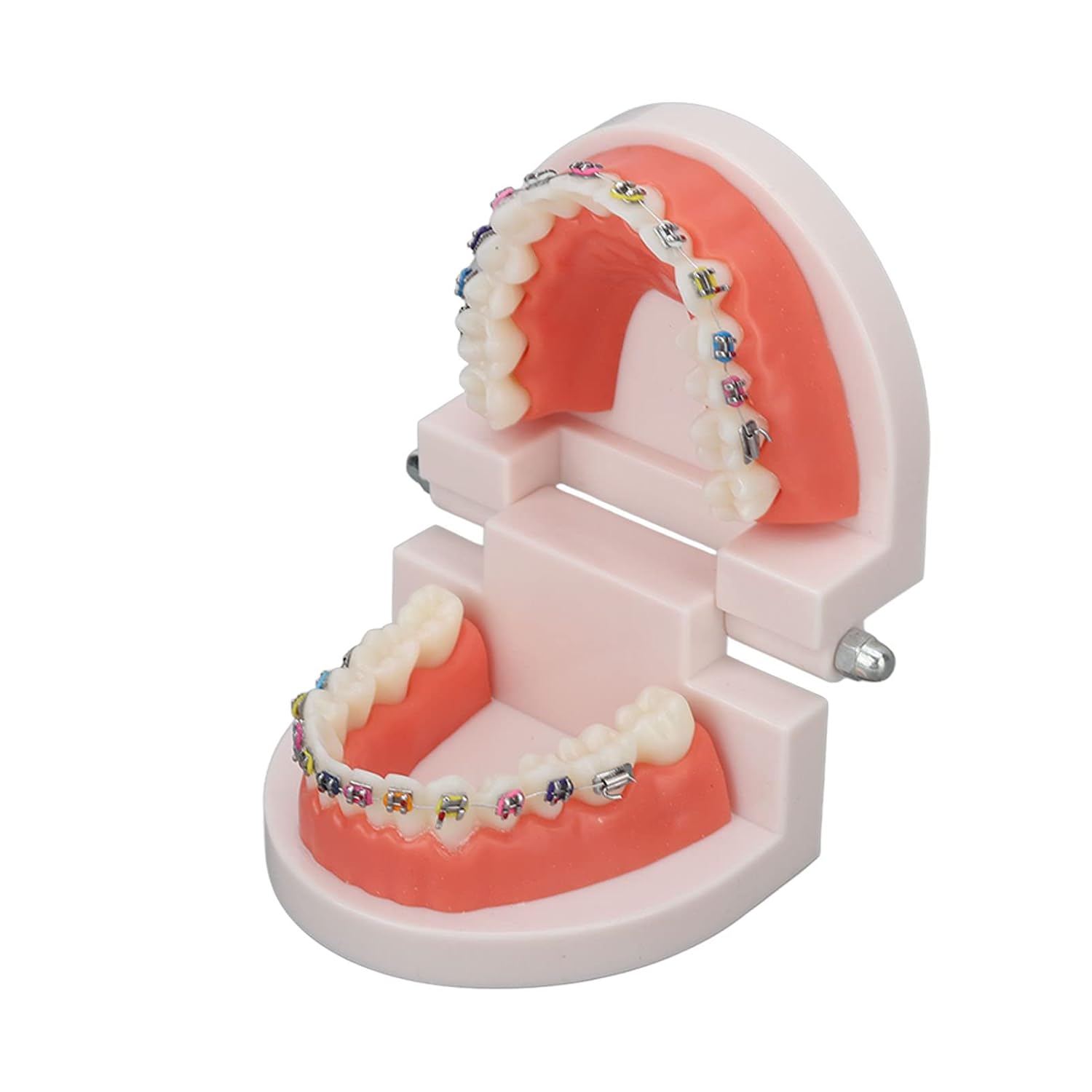 Orthodontic Teeth Model, with Buccal Tube Brackets Orthodontic ...