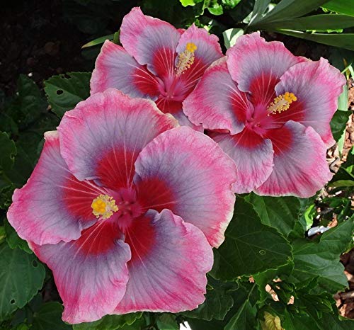 ROYAL LAND Dwarf Exotic Hibiscus 'Floral Bliss' Single petal Multi ...