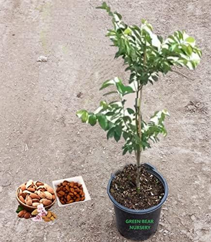 Amazon.com : Almond Fruit Tree Grafted Almond Tree Prunus dulcis VAR ...