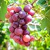 Amazon.com : Grape Vine Plant Live for Planting, Grape Plant Live Grape ...