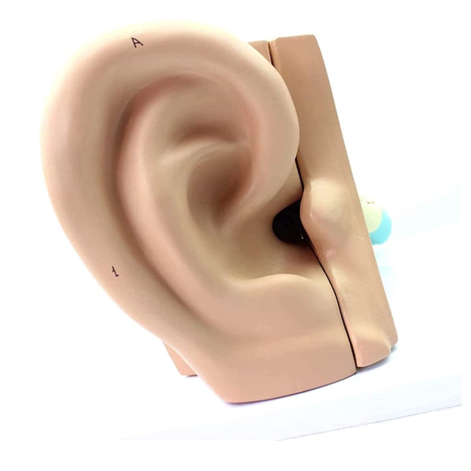 Buy Body Model Educational Model Medical Human Ear Model Outer Ear ...