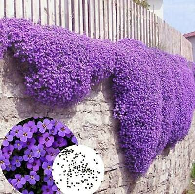 Golden Hills Farm sweet blue alyssum 200+seeds : Amazon.in: Garden ...