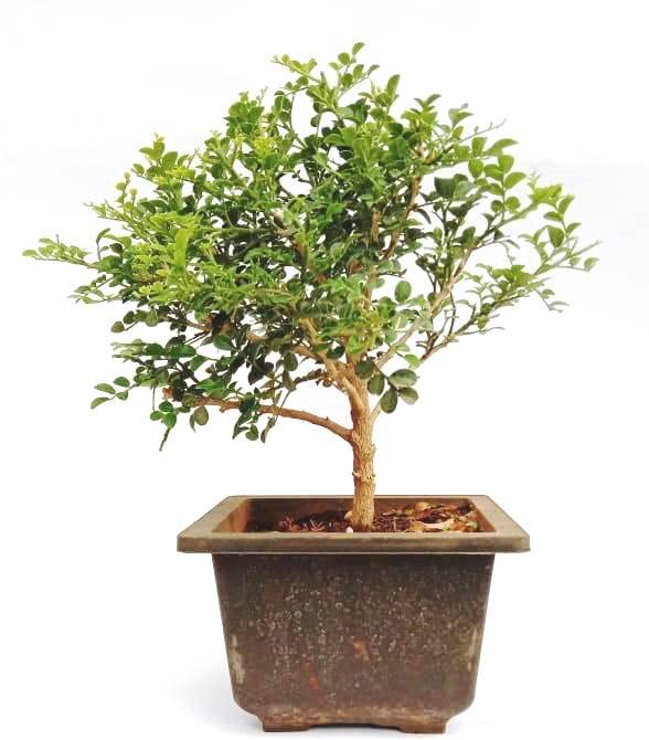 Green Paradise® Mini Murraya Bonsai Tree Dwarf Madhu Kamini Murraya ...