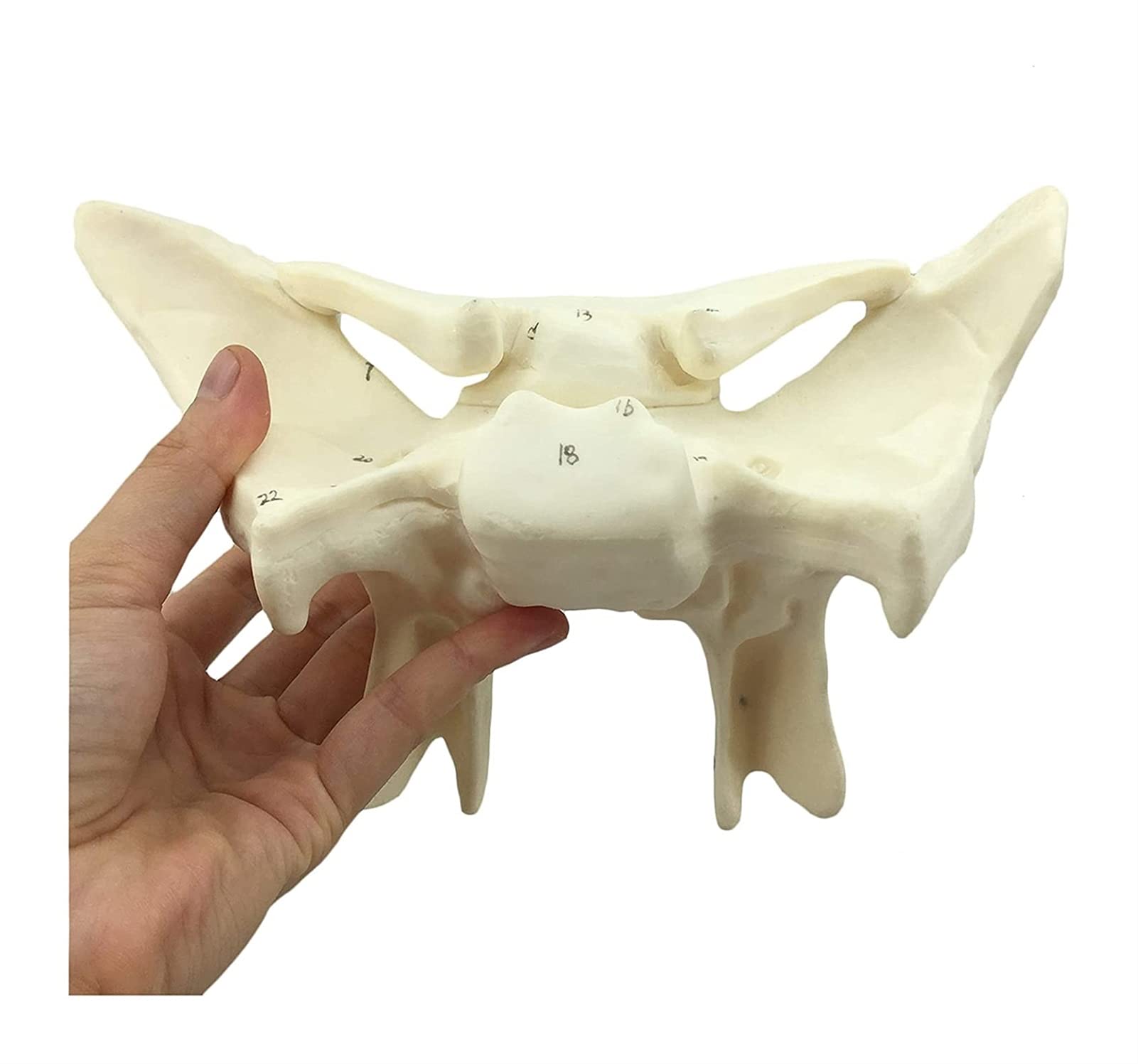 Sphenoid Bone Diagram