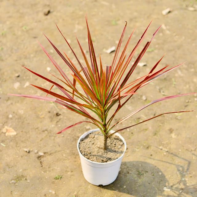 Dracaena Colorama Red in 4 Inch Plant White Nursery variety : Amazon.in ...