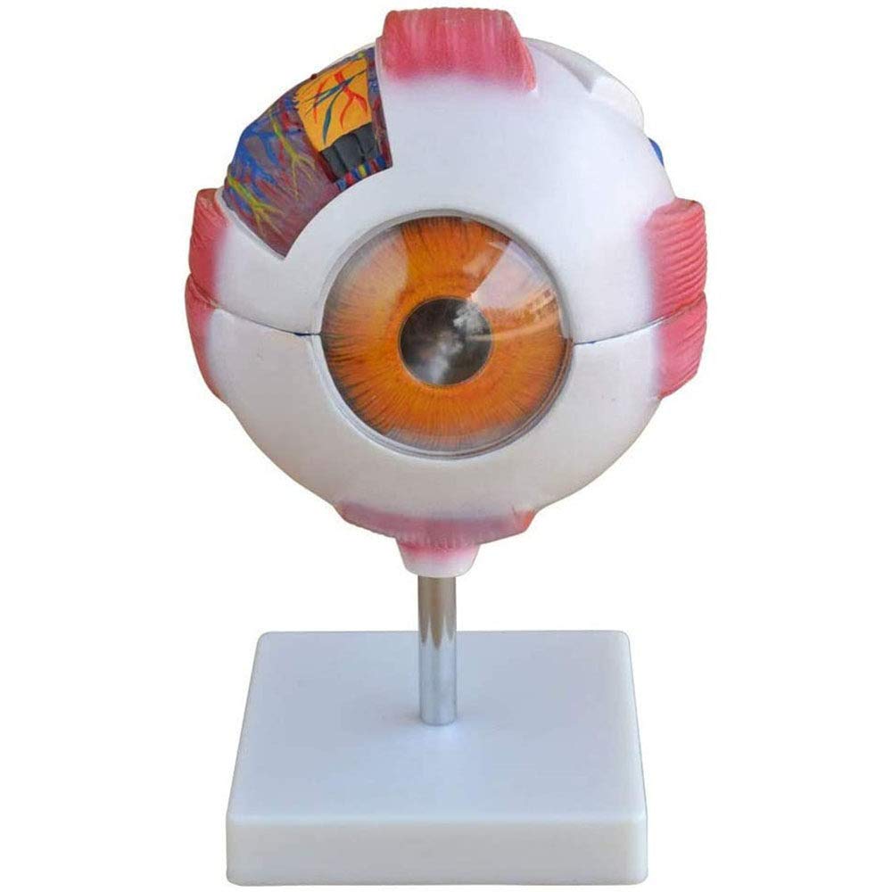 Inside Real Human Eye Ball