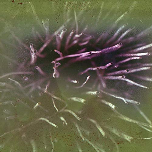 Amazon.com: The Orchid and The Wasp : Chris Sharkey: Digital Music