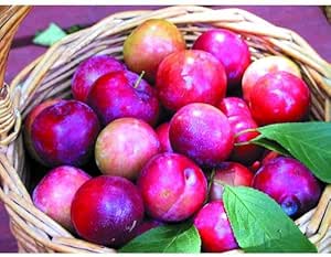 Amazon.co.jp: Fruit-Tree Seedling, Momo, Female Ley, First Grade ...