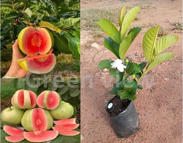 Green view® Original Red Diamond Hybrid Guava - 1 Healthy Live Amrood ...