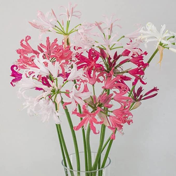 Nerine Lily Flower Bulbs Flower Bulbs All Season Pack of 20 Bulbs By ...