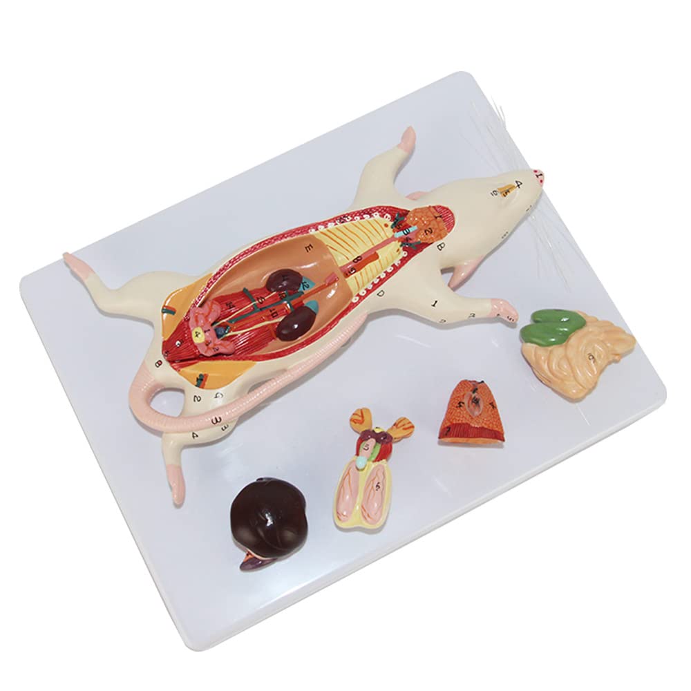 Buy Mouse Anatomy Model Can Be Divided into 6 Parts Mammal Structural ...