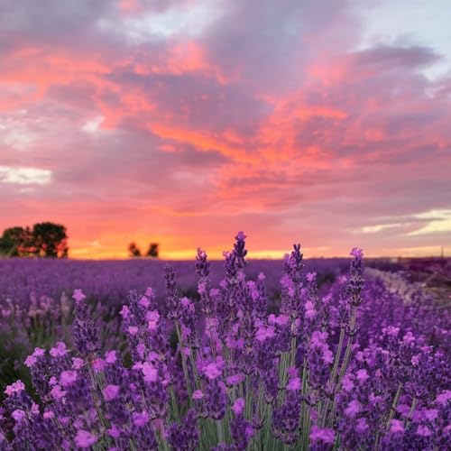 I Am A Knight : Berty Fapor: Amazon.fr: Téléchargement de Musique