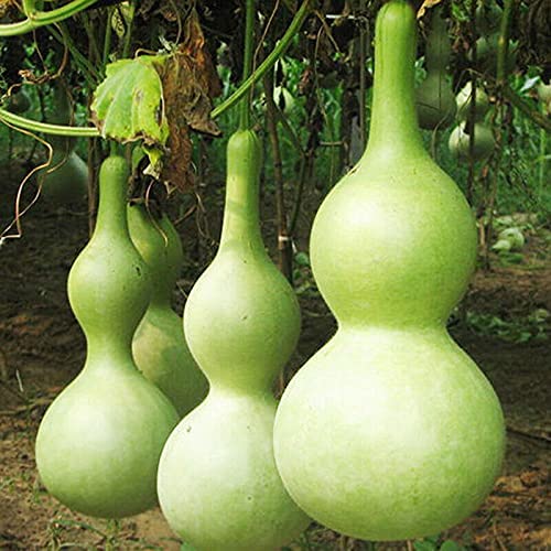Bottle gourd - How to grow & care