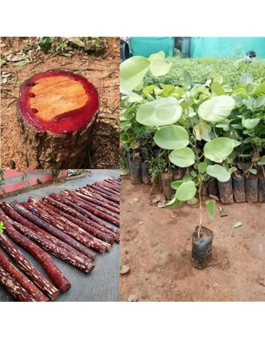 SeeGreen. Red sandal wood seeds -Red Sander-Lal Chandan-Pterocarpus ...