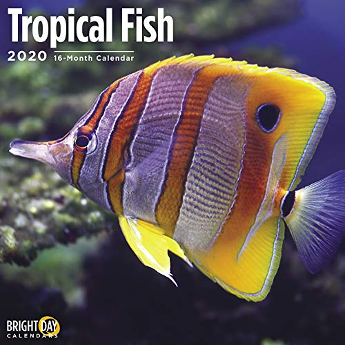 Tropical Fish Wall Calendar 2020: BRIGHT DAY: 9781684602551: Amazon.com ...