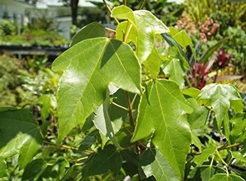 SHOP 360 GARDEN Acer Oblongum/Himalayan Maple/Evergreen Maple/Kashmir ...