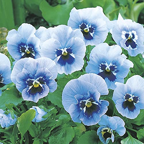 M-Tech Gardens Rare Hybrid Pansy " Light Blue " Exotic 20 Seeds for ...