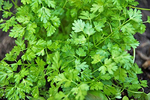 Coriander/Dhaniya/Kothamalli Seeds 100 Grams (9000 seeds) : Amazon.in ...