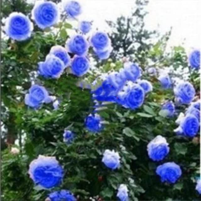 M-Tech Gardens Rare Hybrid Rose " Blue Climber " Exotic 20 Seeds for ...