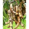 Rukonza Sweet Tamarind/Imli Grafted Fruit Plant (Tamarindus Indica ...