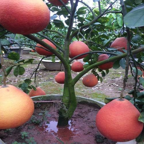 Mampi Garden Red Ponderosa Lemon Big Citrus Limon Chakotra Batabi Lebu ...