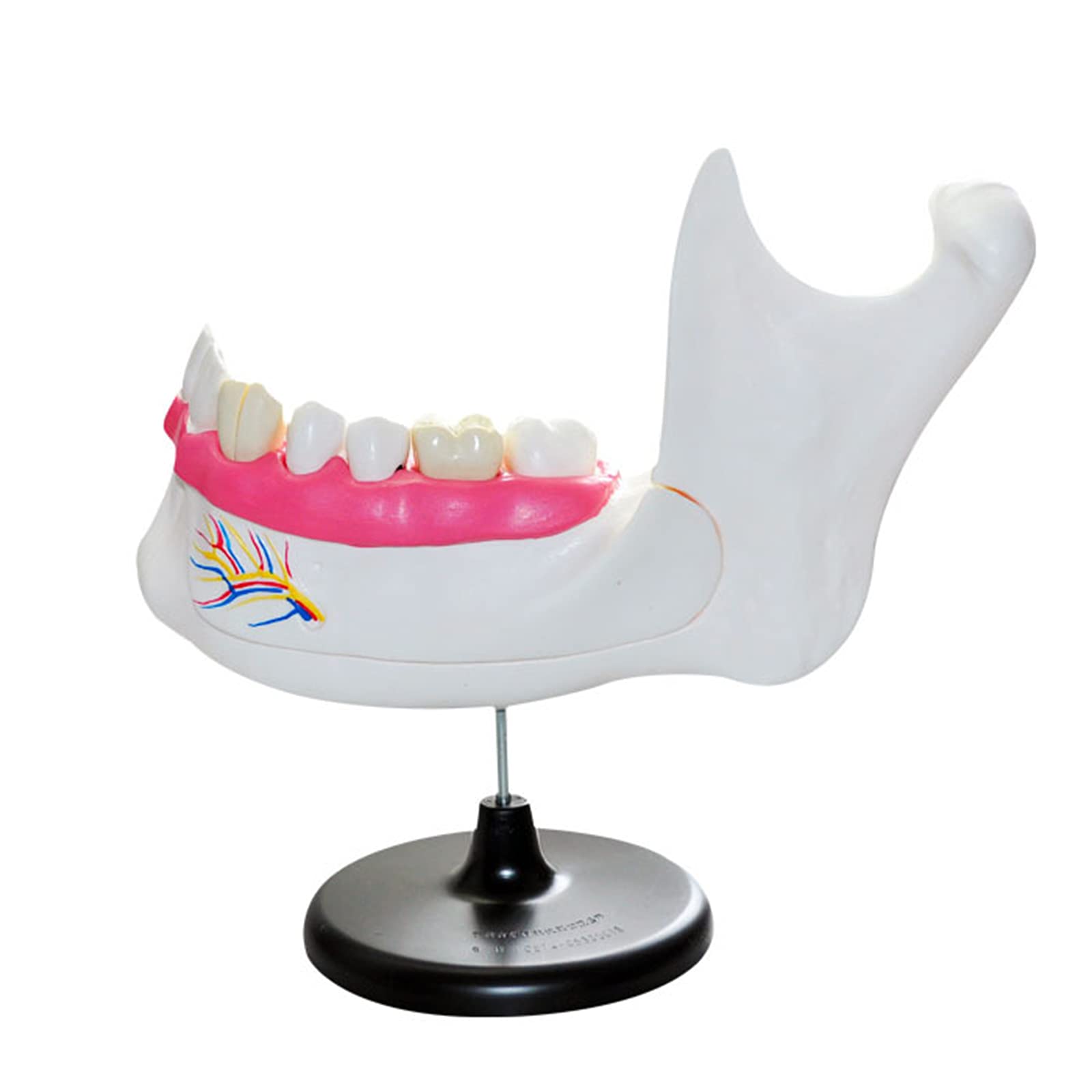Buy Dental Standard Teeth Model, Professional Anatomical Models Of ...