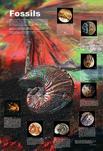 Amazon.com: Fossils Under The Microscope Poster - 38x26" : Home & Kitchen