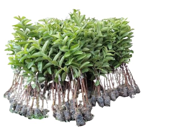 Rubber root stumps(PACK OF 500) : Amazon.in: Sports, Fitness & Outdoors
