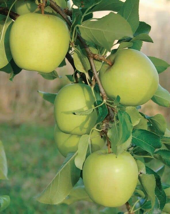 Green Apple Hybrid Grafted Plant Live Original Variety : Amazon.in ...